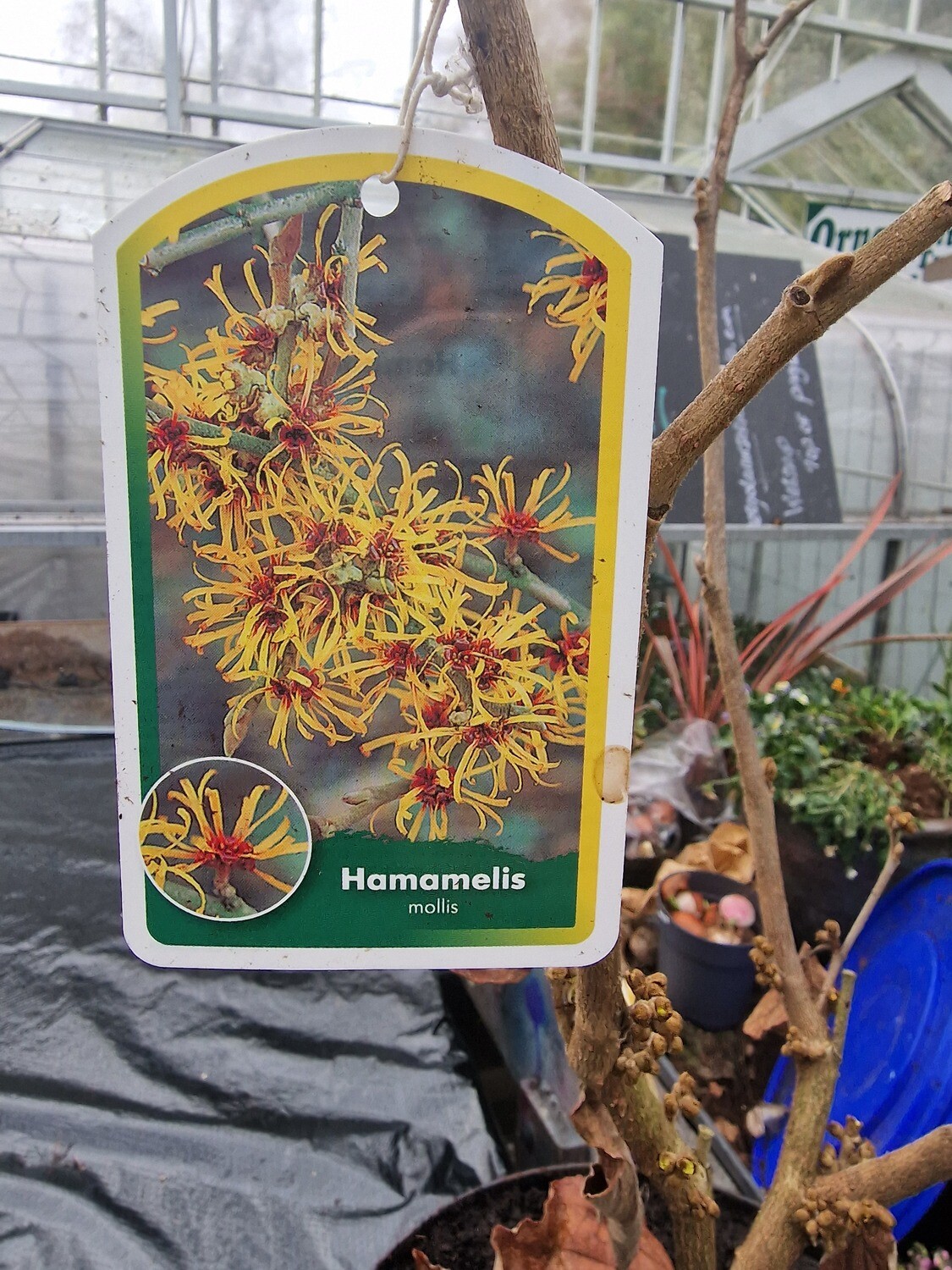 HAMAMELIS mollis WITCH HAZEL fragrant flowers in winter and early ...