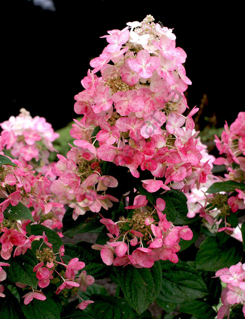 Hydrangea Paniculata Magical Fire