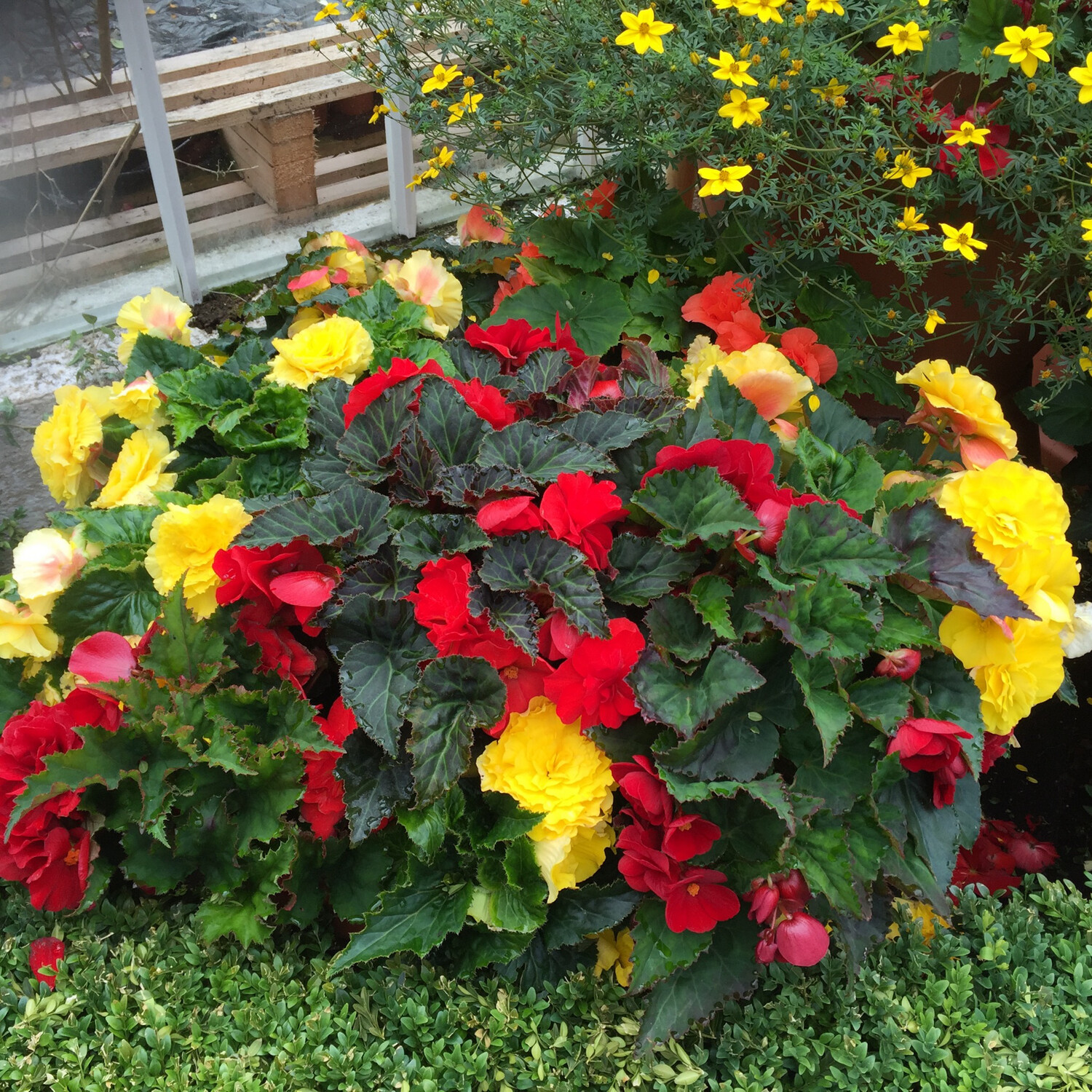 DIY Pot Combos - Create a colourful container yourself