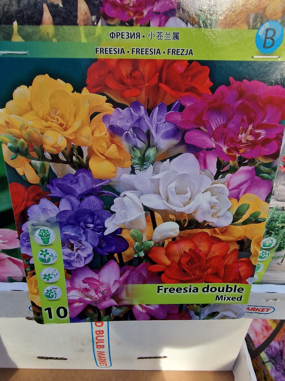 15 Freesia double mixed