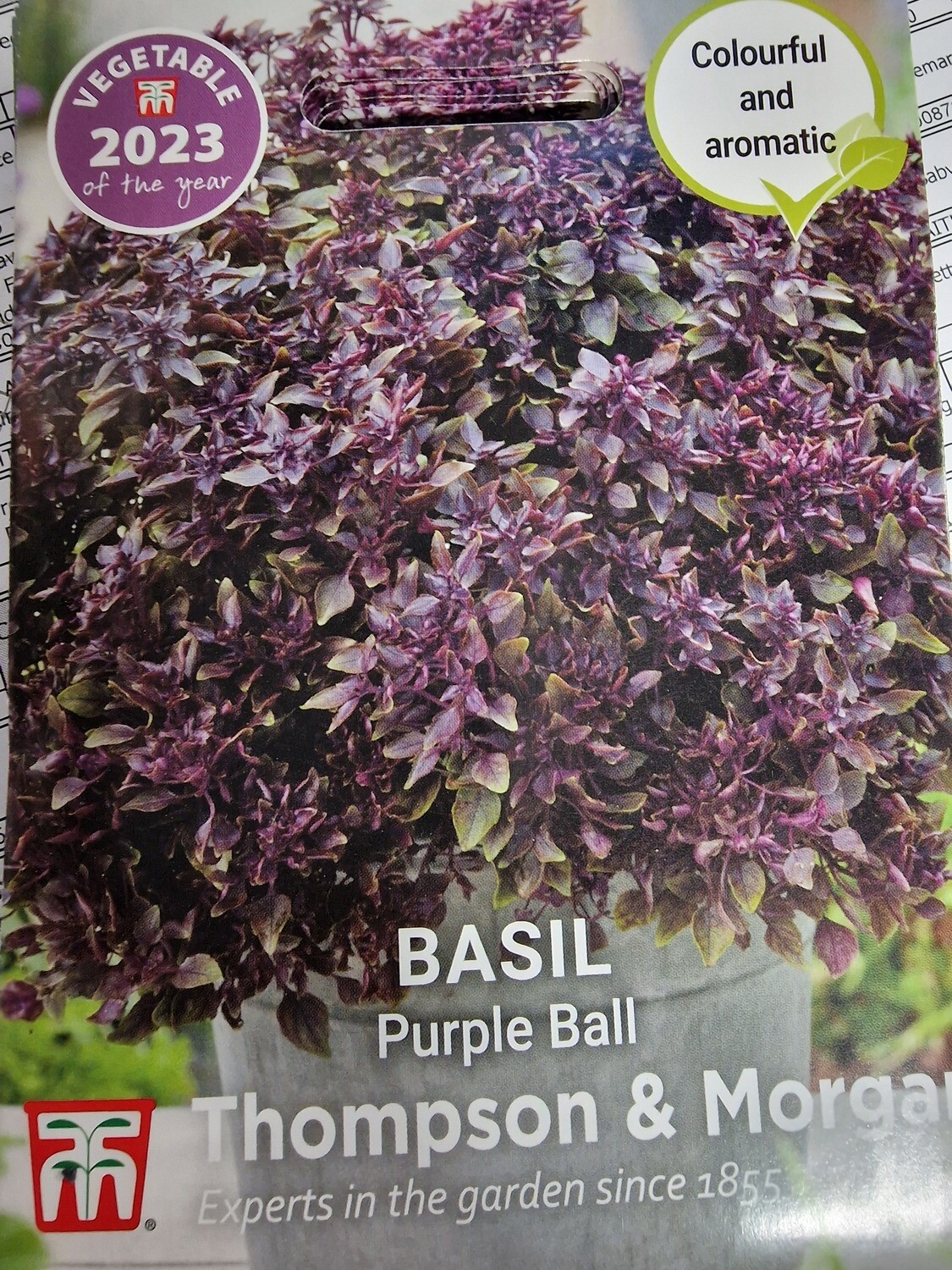 BASIL - Purple Ball