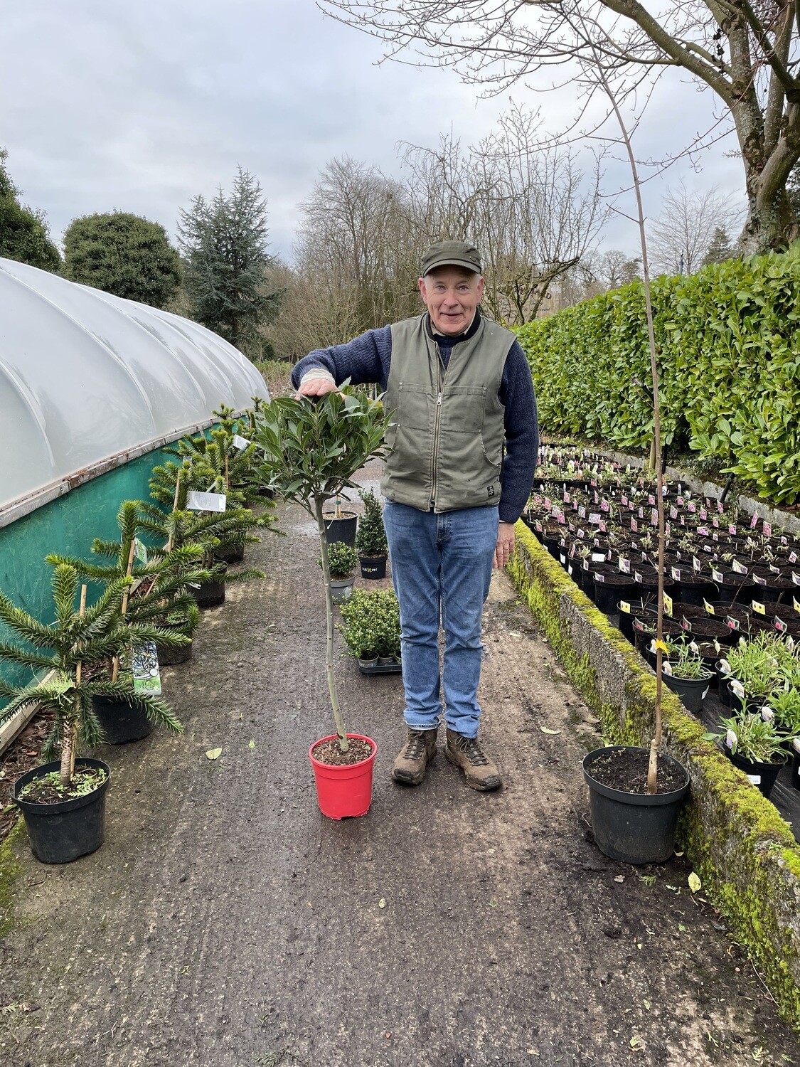 Bay Laurel Topiary - For pots or open ground