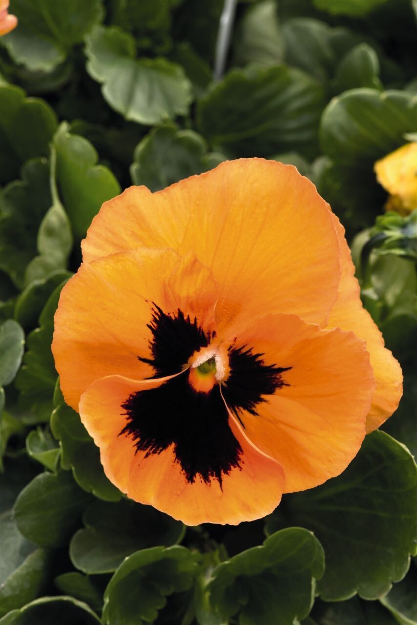 Viola Carnival Orange with Blotch