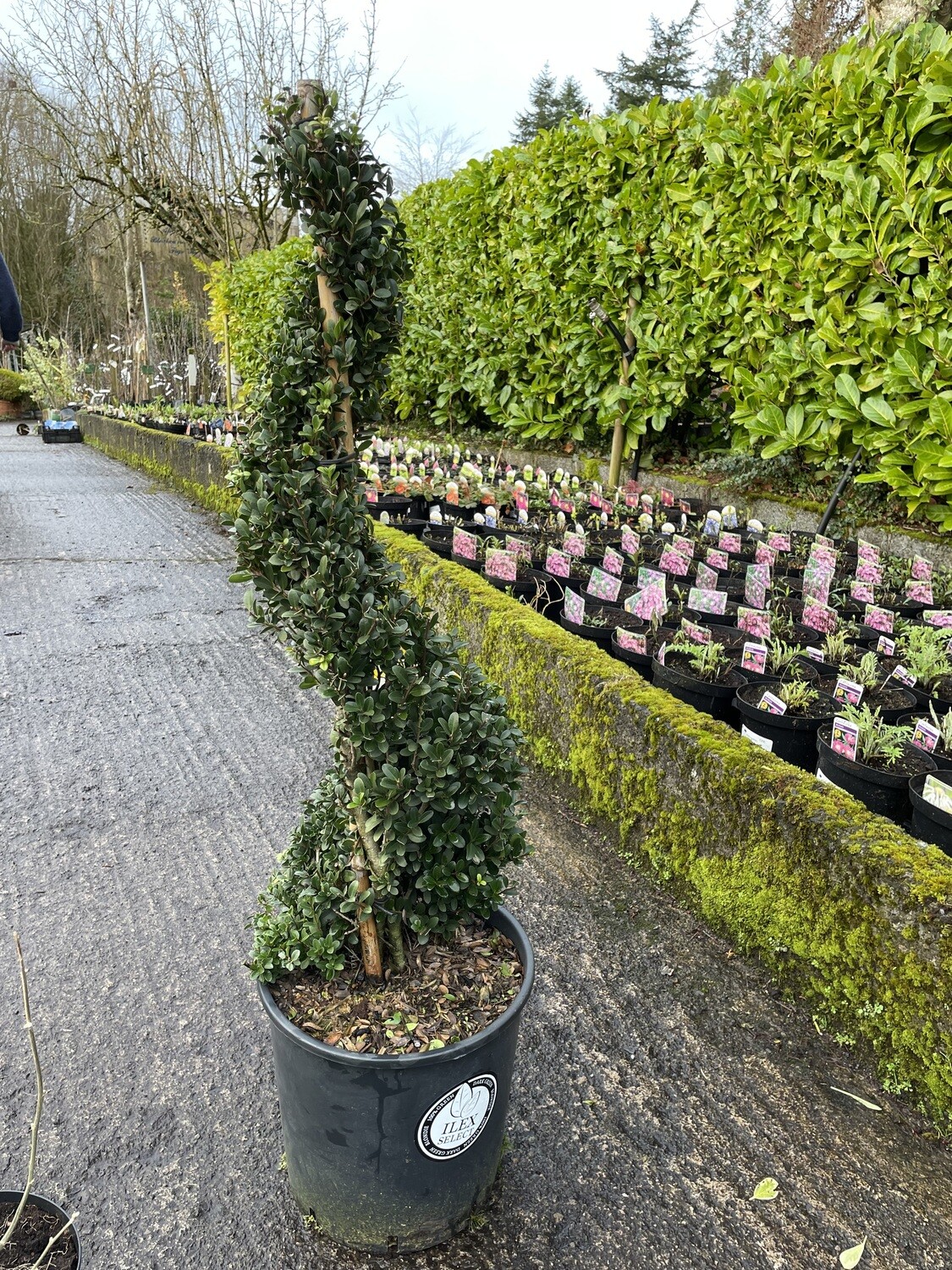 Bushy Holly Box Green Spiral
