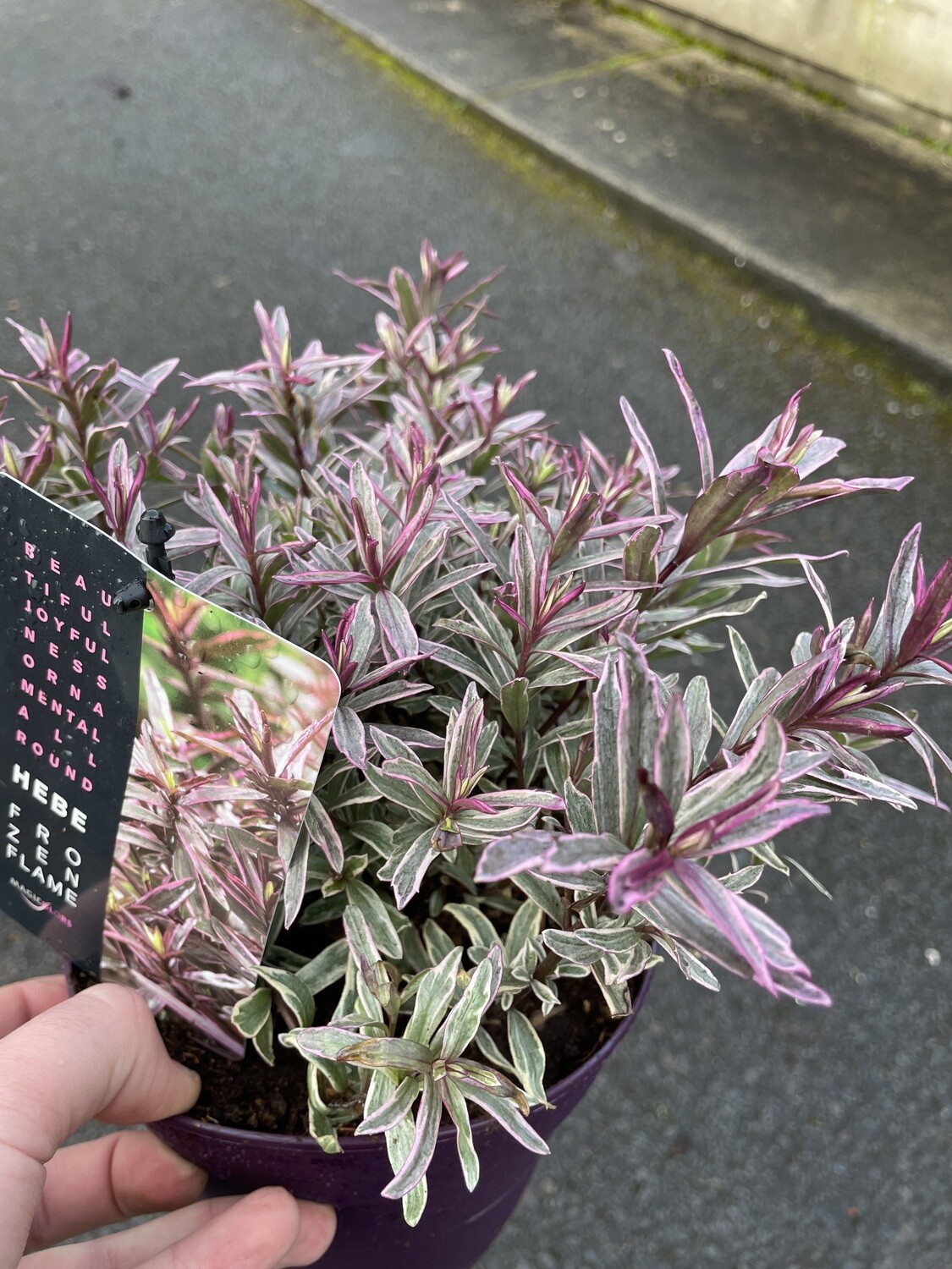 Hebe 'Frozen Flame'