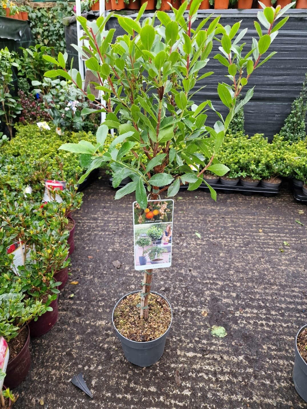 Pergola Nurseries Garden Corner “A gardeners oasis of quality plants.