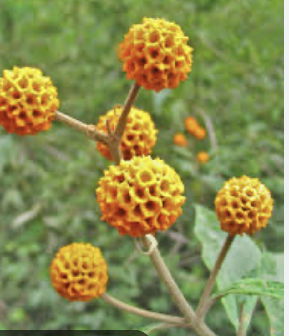 Buddleia Globosa . Orange Ball Butterfly Bush . Golden orange ball like ...