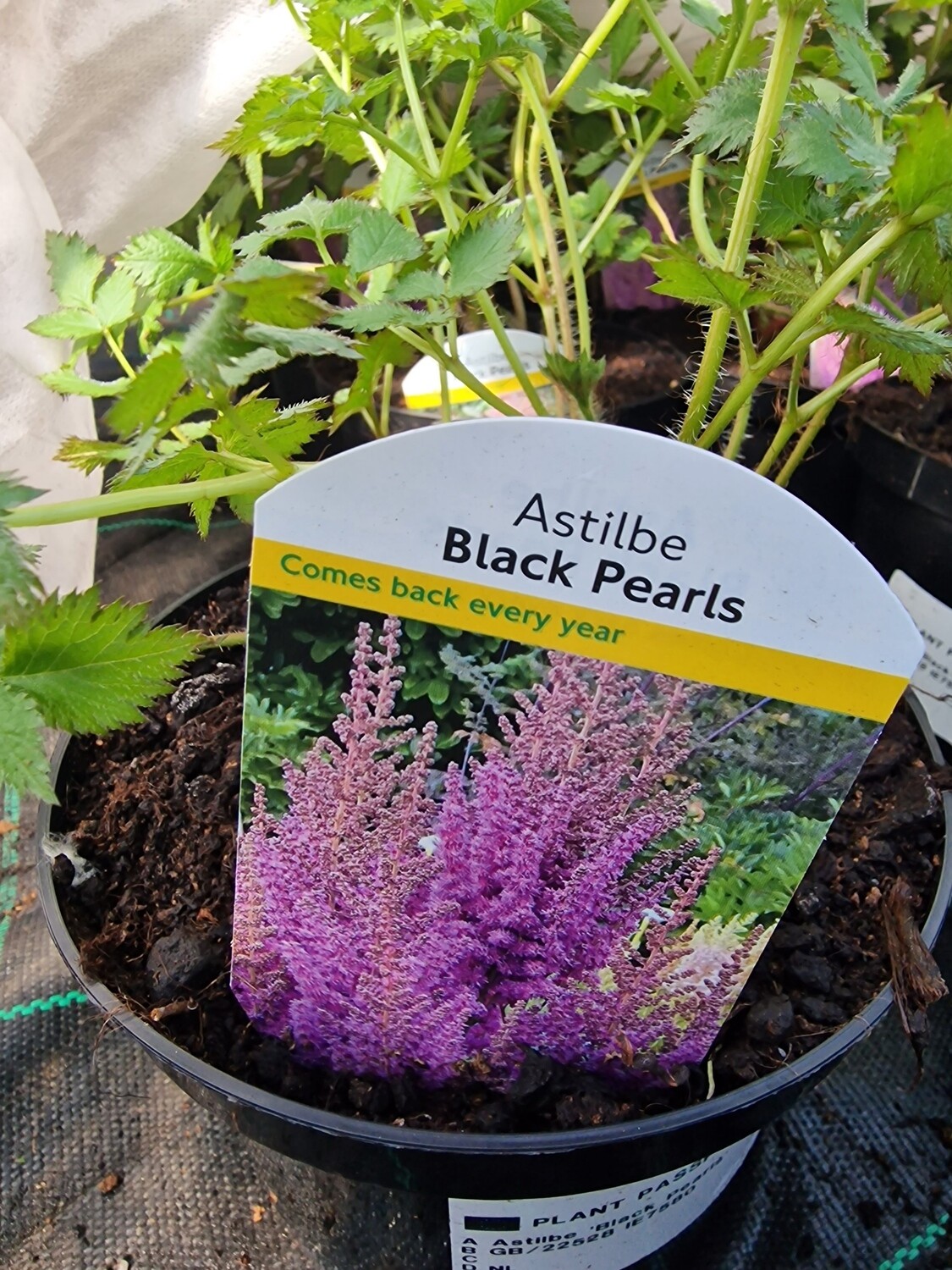ASTILBE -Black Pearls