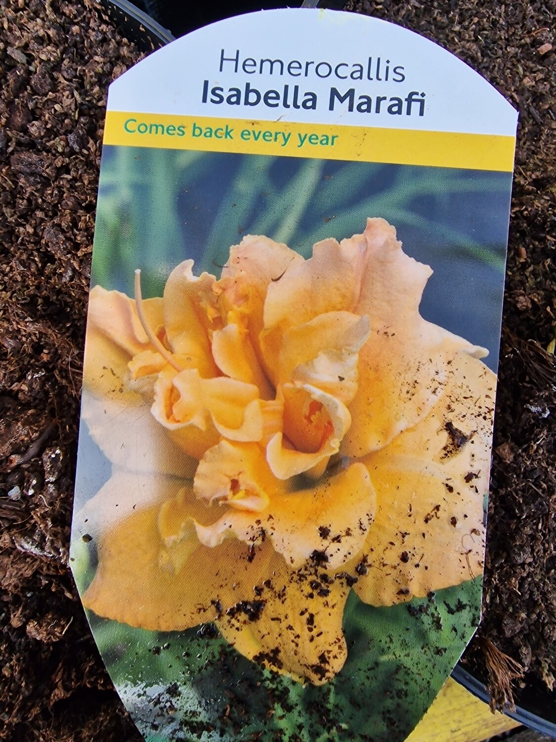 Hemerocallis-Isabella Marafi
