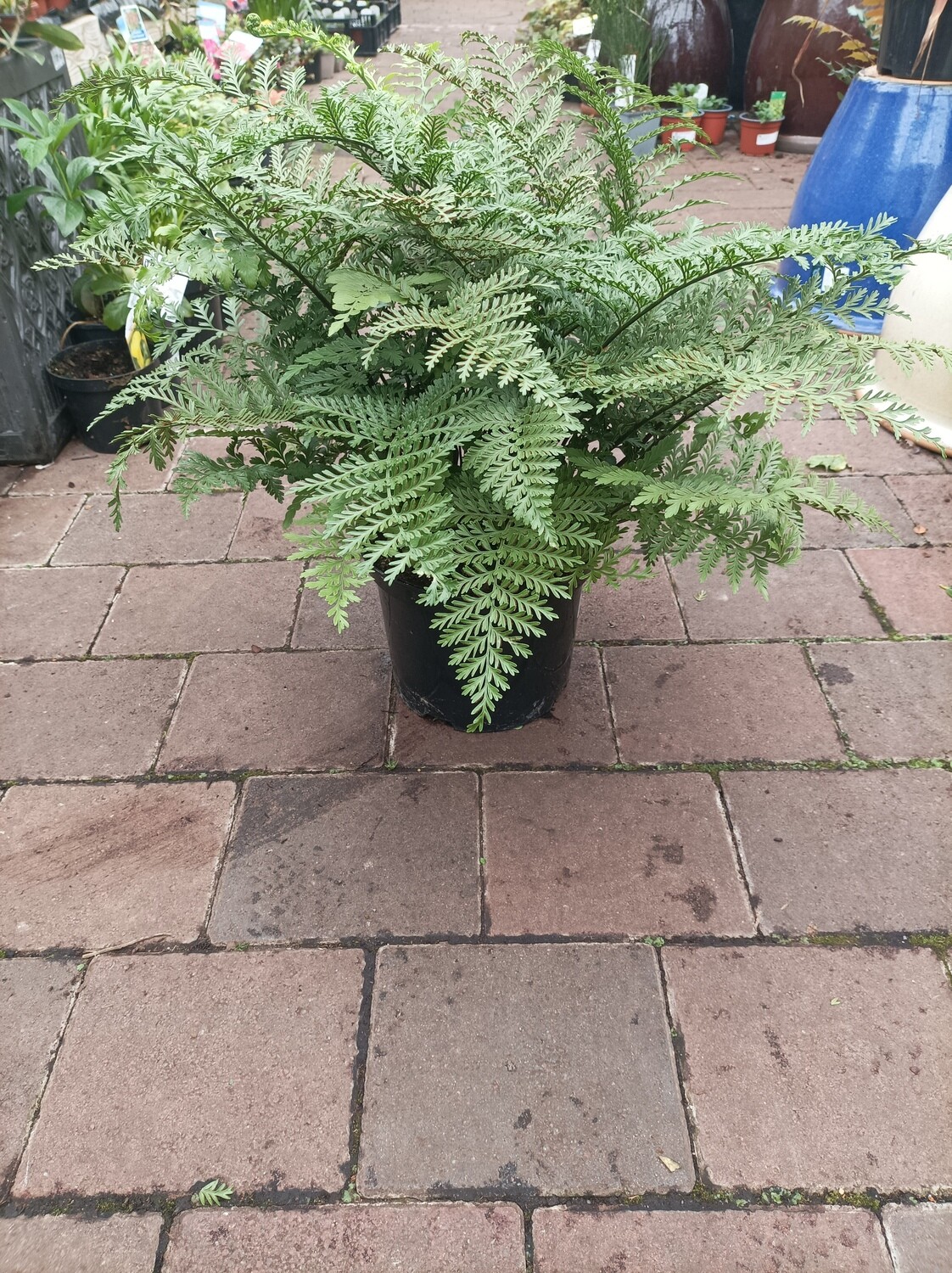 Mother Fern - Asplenium Parvati