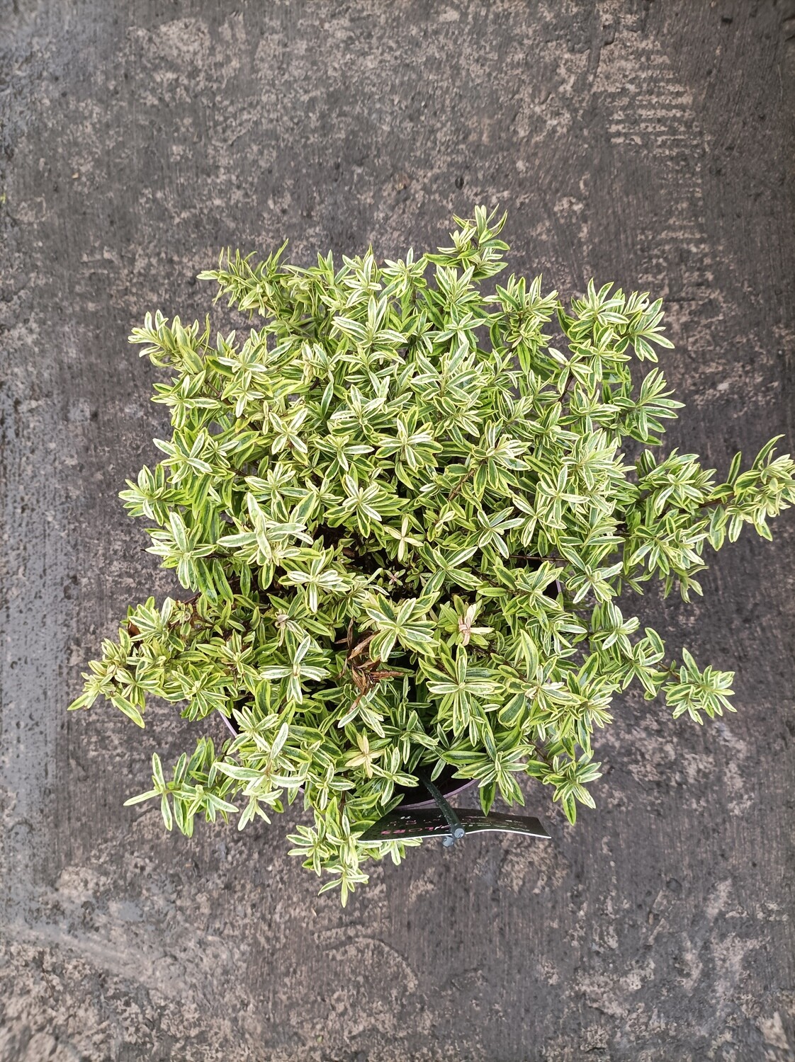 Hebe Green Magic