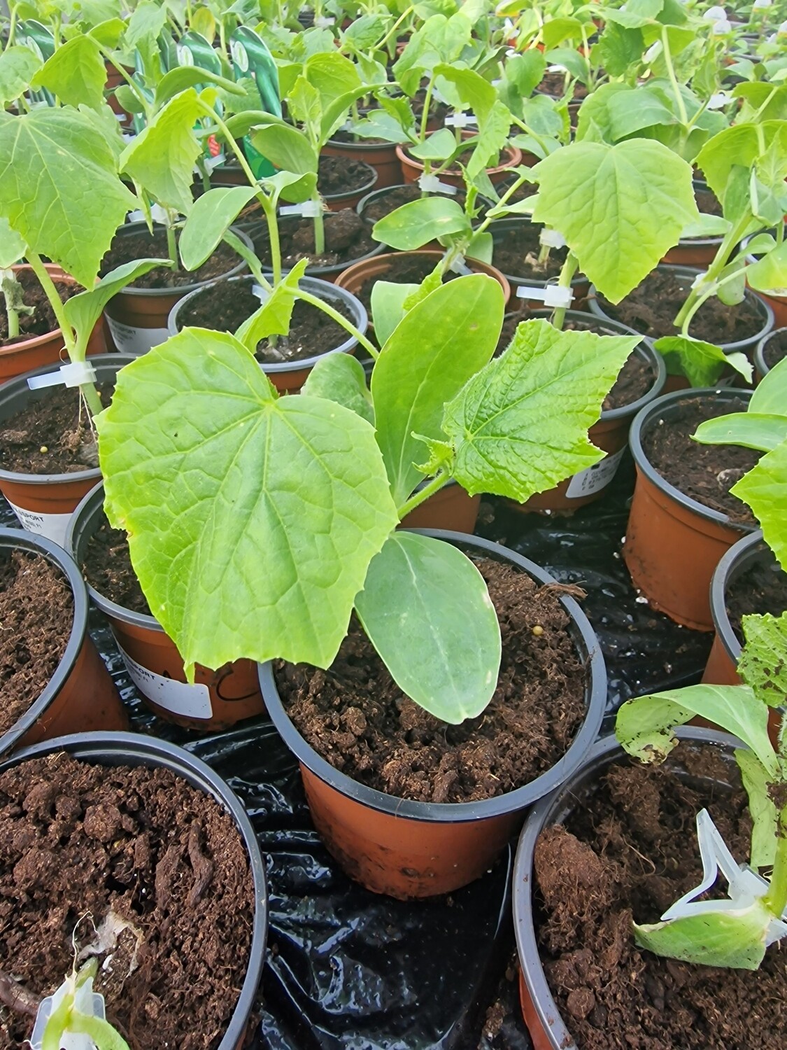 Cucumber Grafted