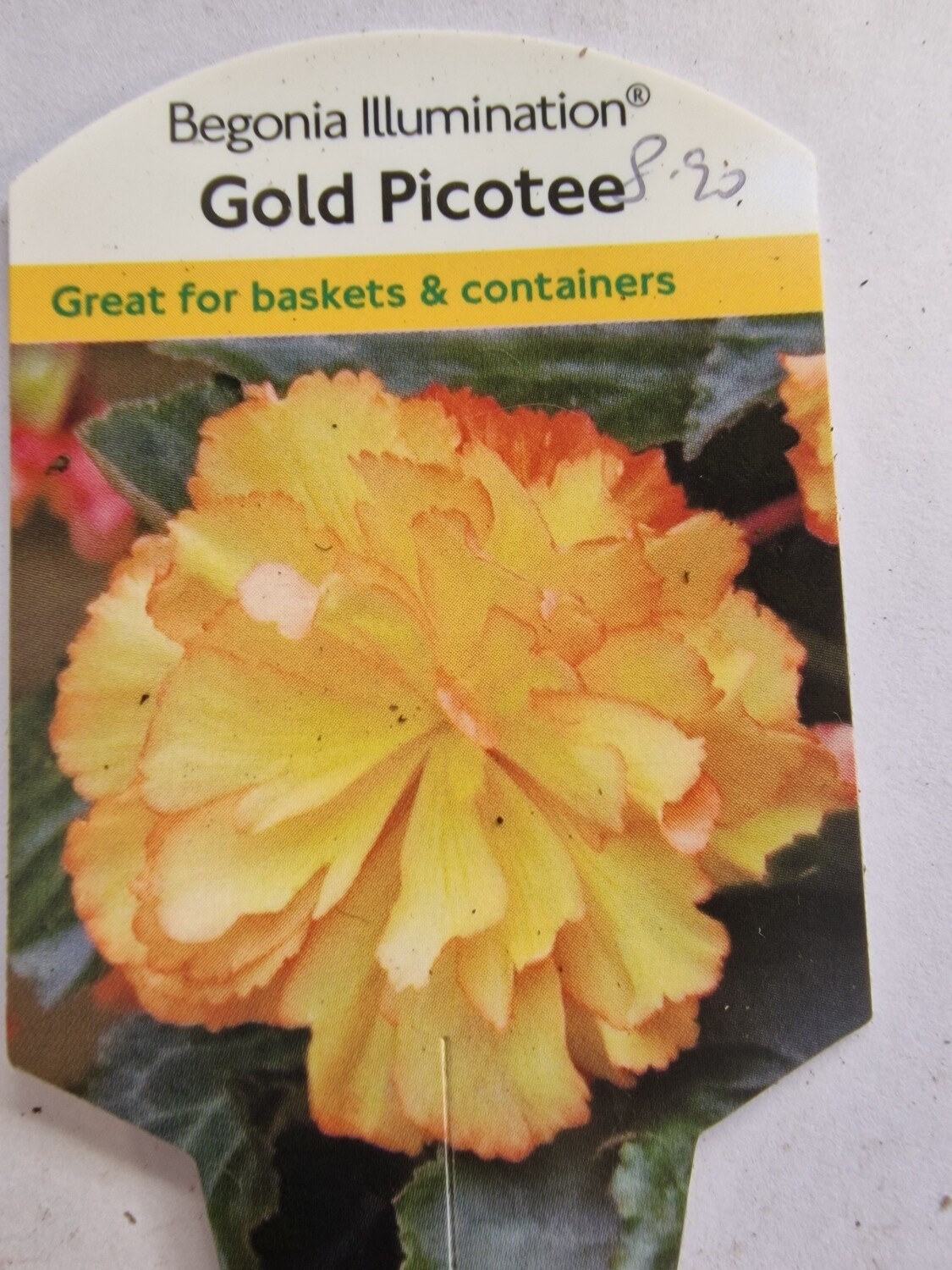 Begonia Illumination Gold Picotee