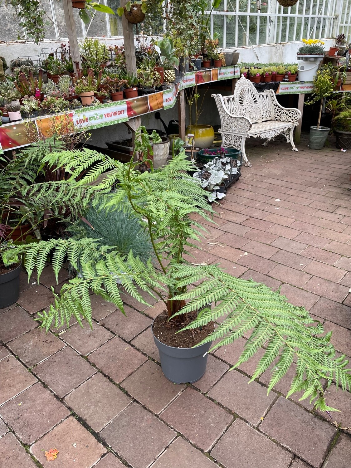 Dicksonia Antarctica - Man Fern - Tasmanian Tree Fern (LARGE)