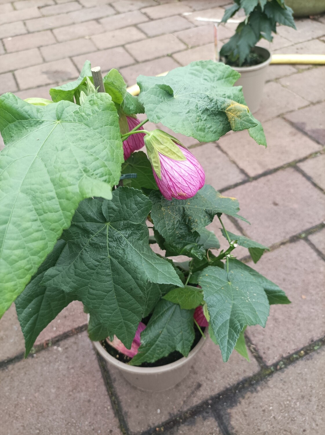 Abutilon Pink
