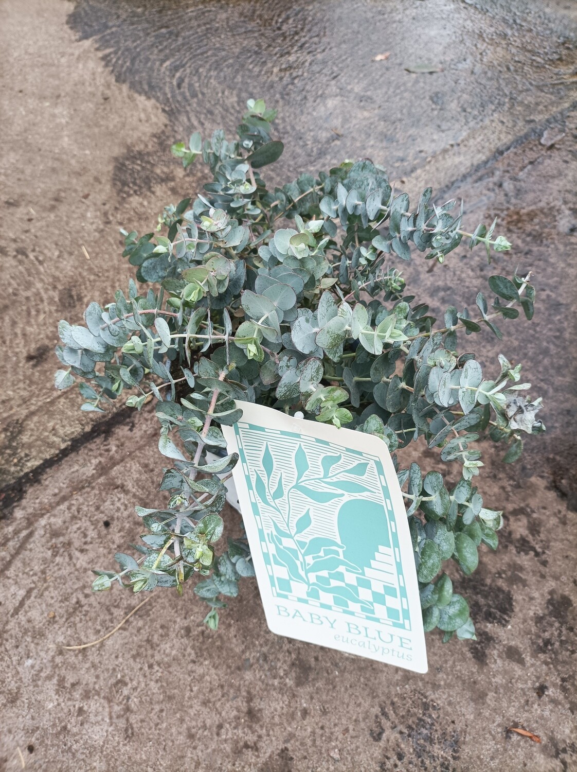 Eucalyptus Baby Blue