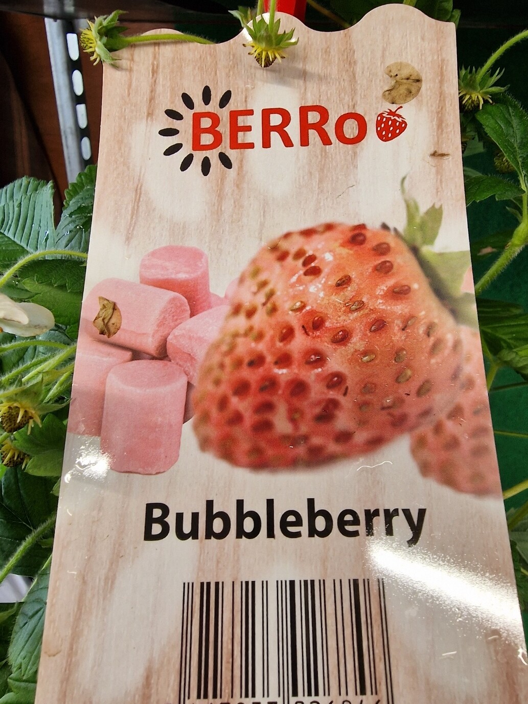 Hanging Basket Strawberry 'BUBBLEBERRY'