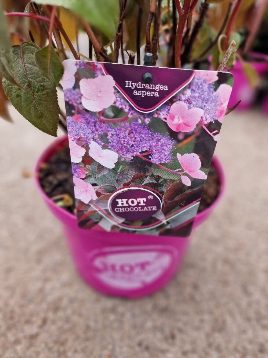 Hydrangea - HOT CHOCOLATE
