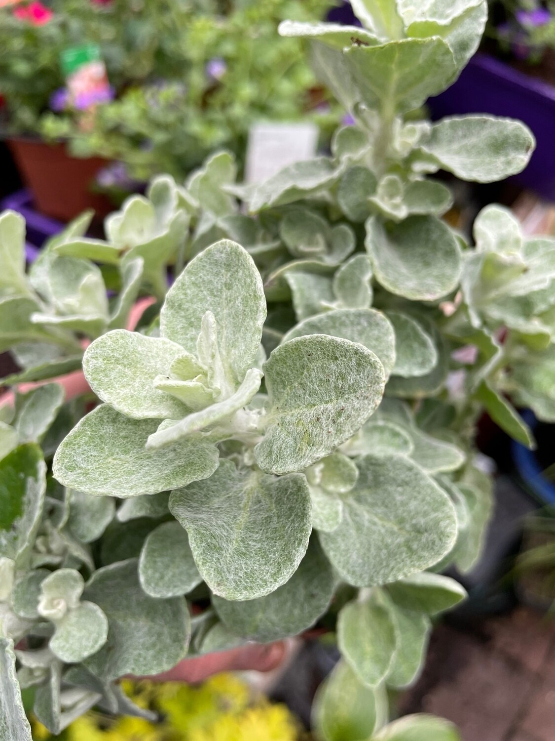 Silver Helichrysum