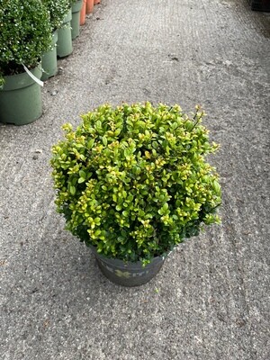 Hedging and Screening Plants
