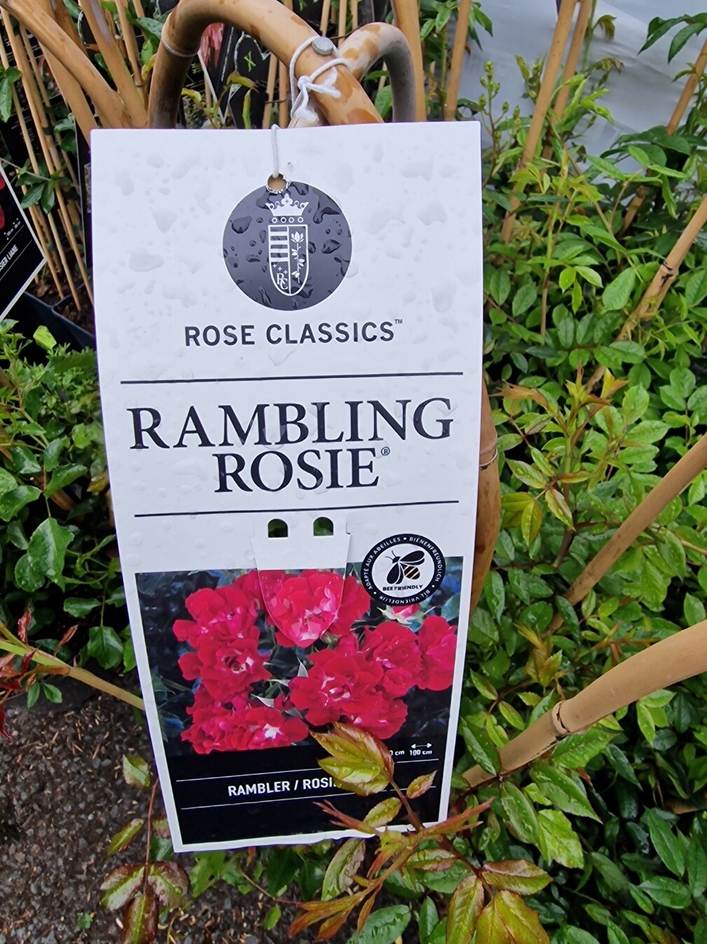 Rambling rose