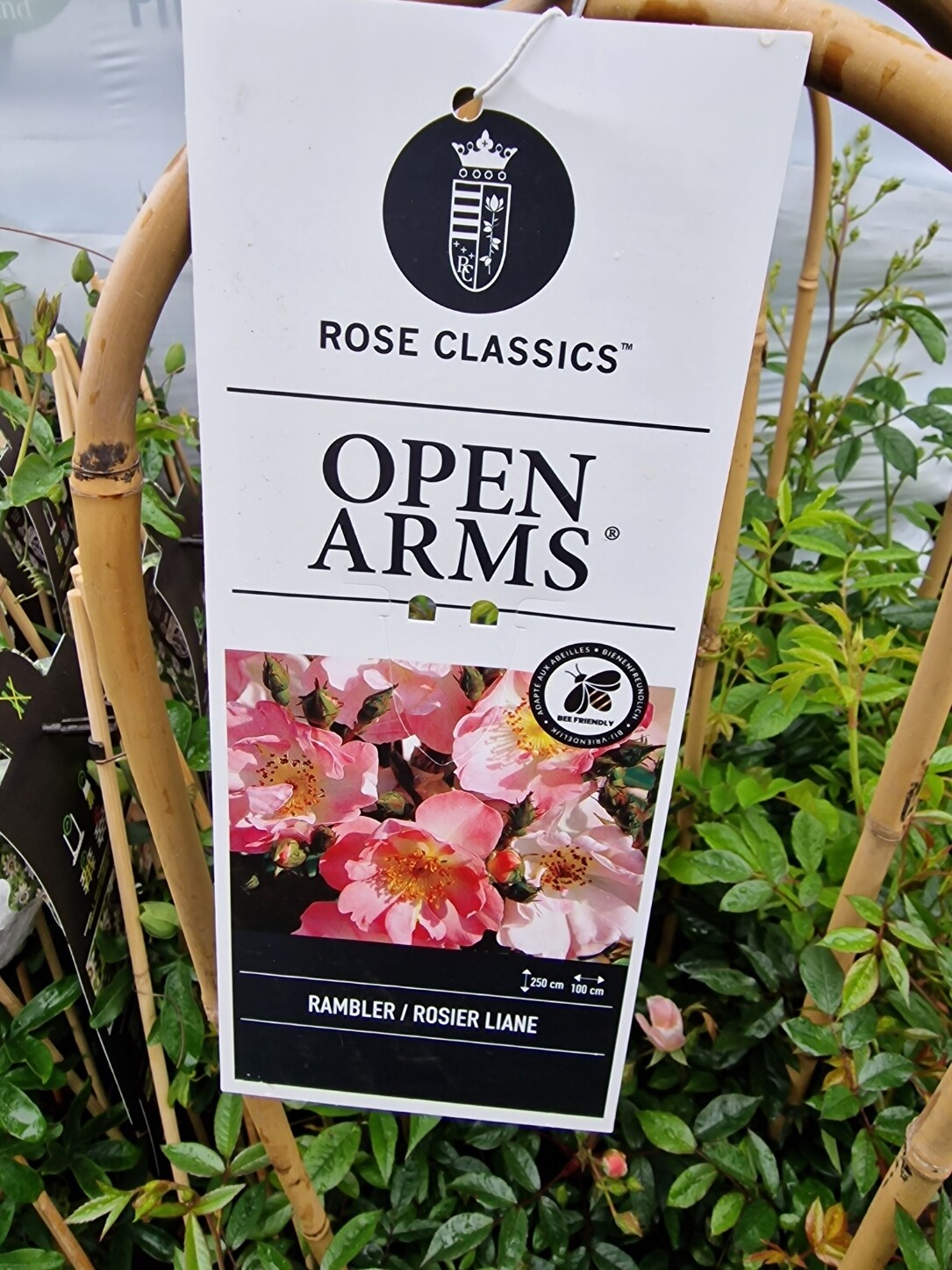 Rambling rose- OPEN ARMS