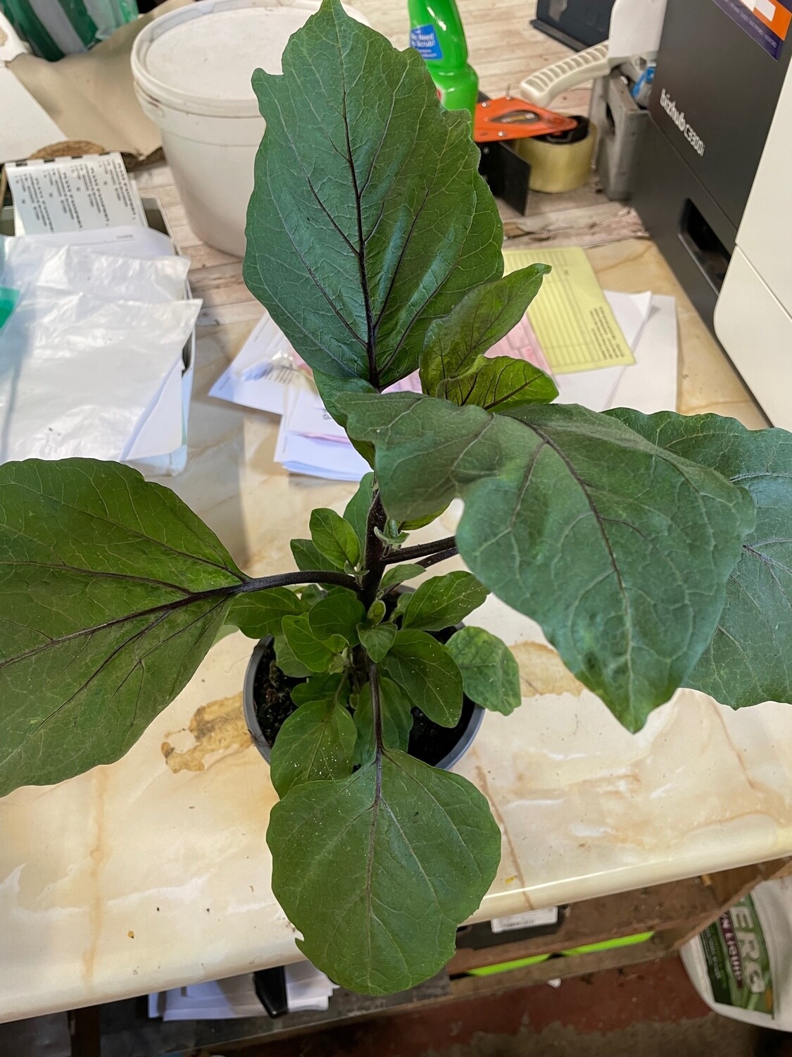 Aubergine 'Diamond Purple' PATIO BABY