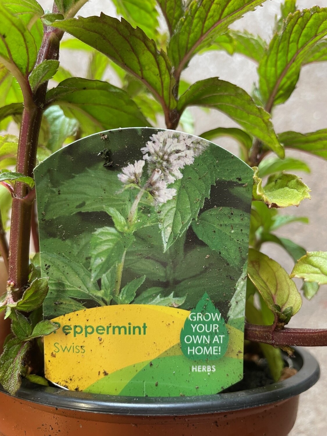 Swiss Peppermint