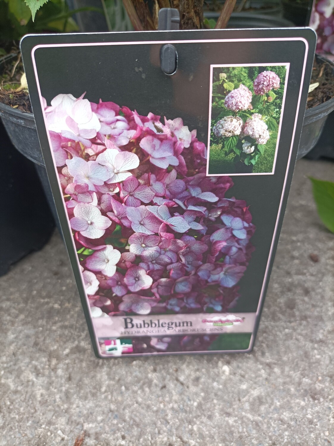 Hydrangea CandyBelle Bubblegum Flowers for months,Winter Hardy .Strong ...