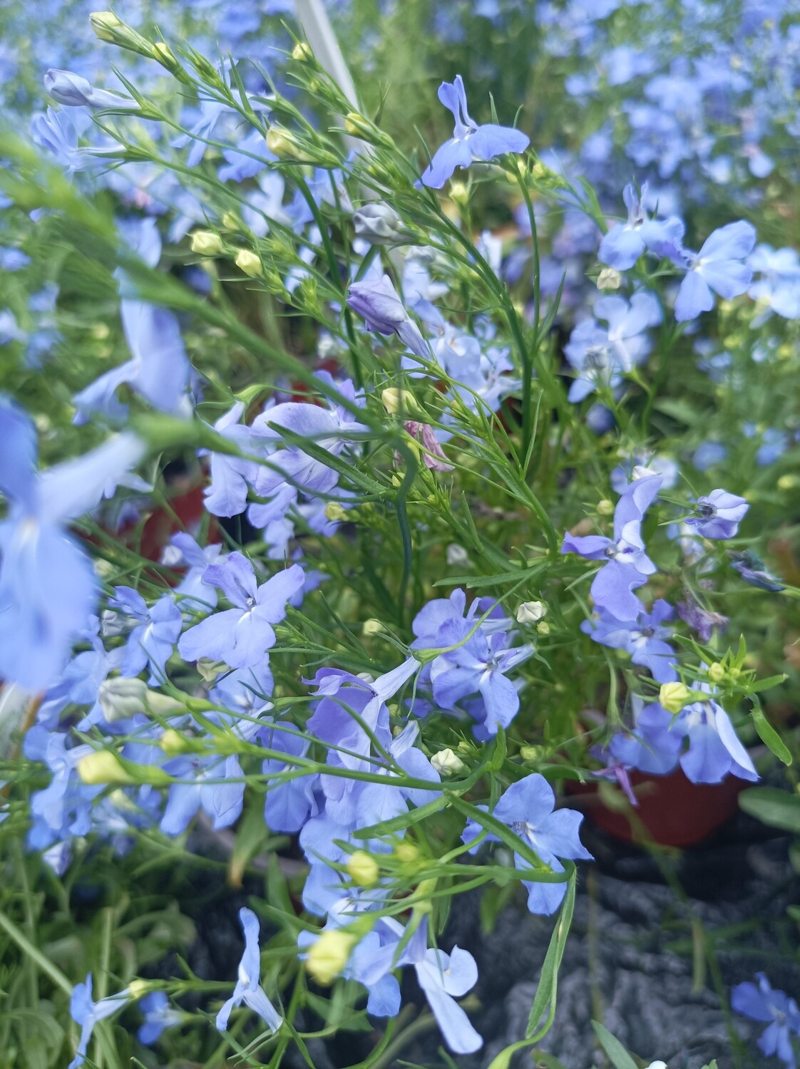 Lobelia - Blue Lagoon