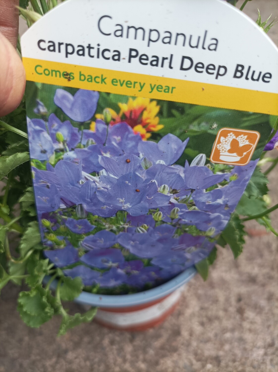 Campanula/Bellflower 'Pearl Deep Blue'