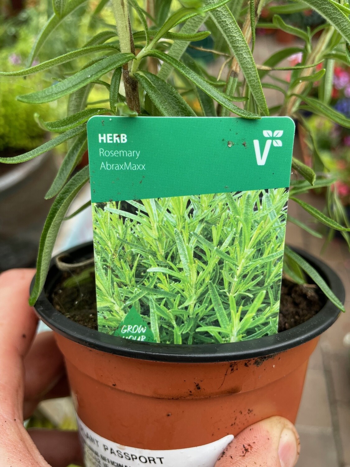 Rosemary 'Abraxas' - Braxus Rosemary