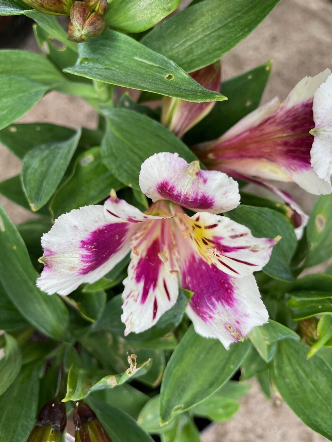 Alstroemeria - Princess Lily 'Magic'