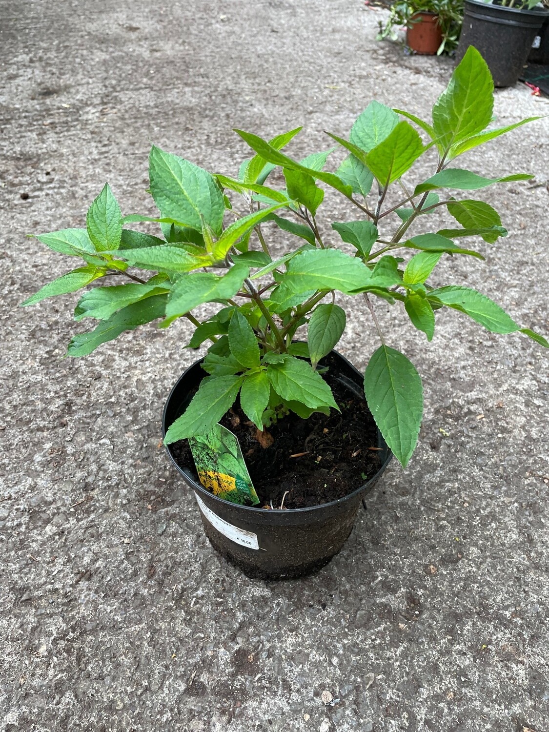 Pineapple Sage 'Pino'