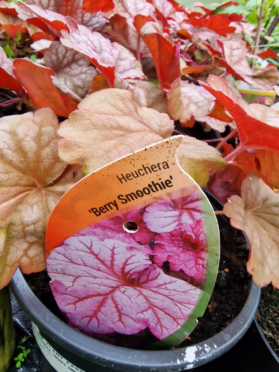 HEUCHERA -''BERRY SMOOTHIE'' HEUCHERA -''BERRY SMOOTHIE''