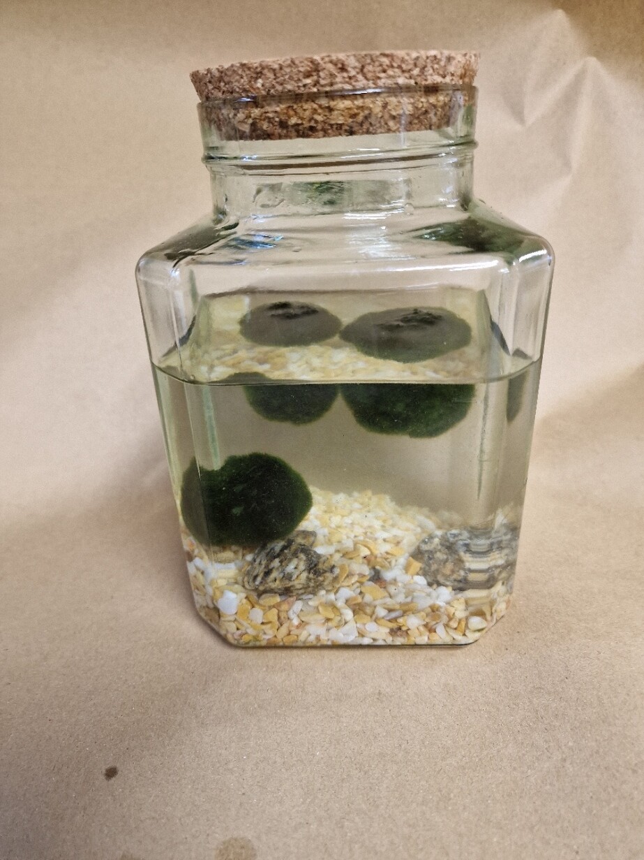 MARIMO BALLS