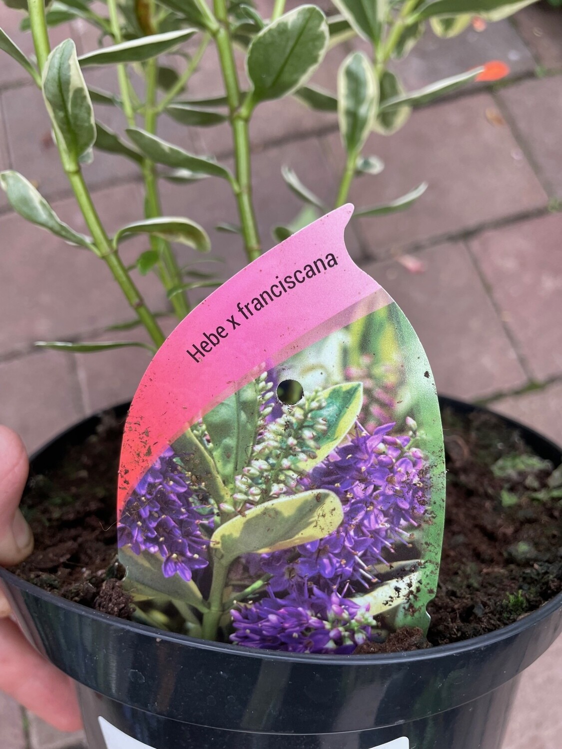 Hebe Franciscana , evergreen shrub with colourful foliage and purple ...