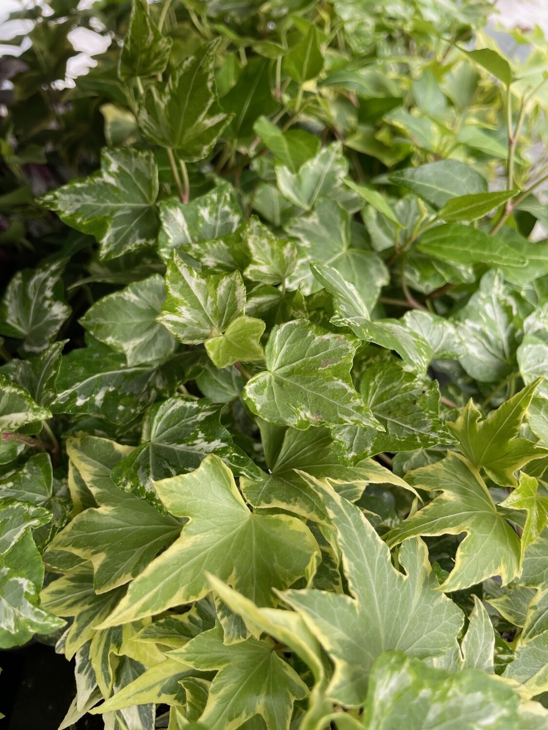 Mini Ivy Mixed