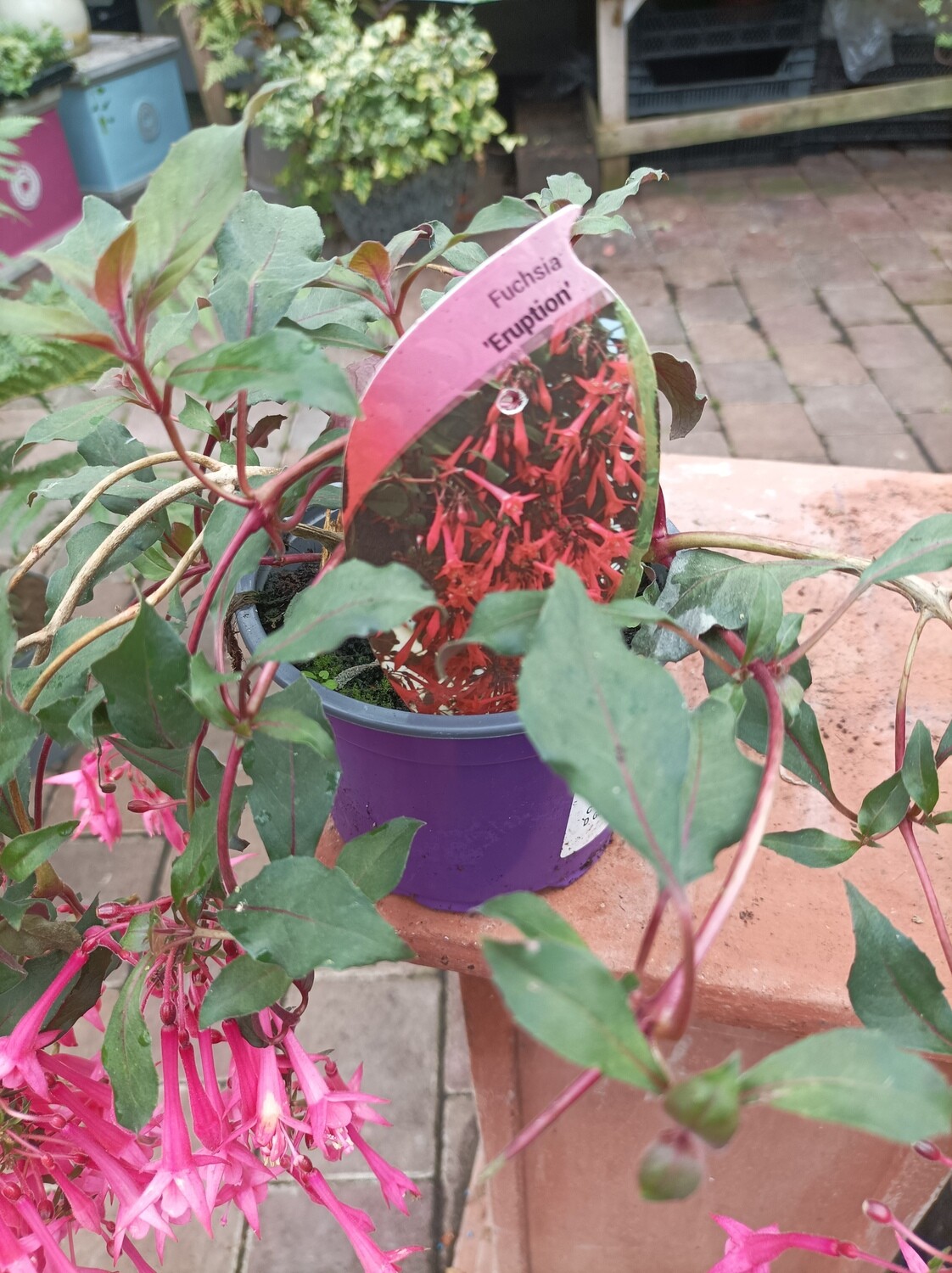 Fuchsia 'Eruption'