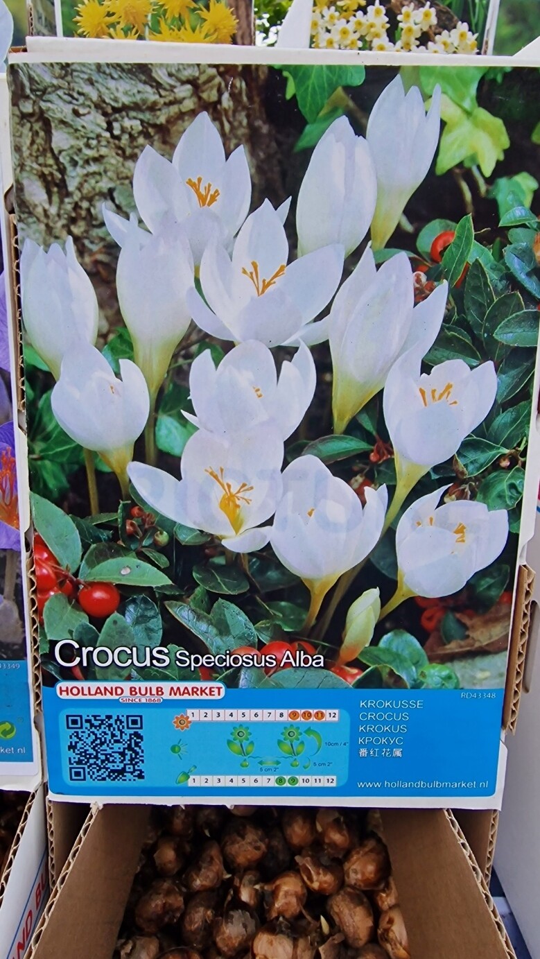 10 Crocus-Speciosus ALBA