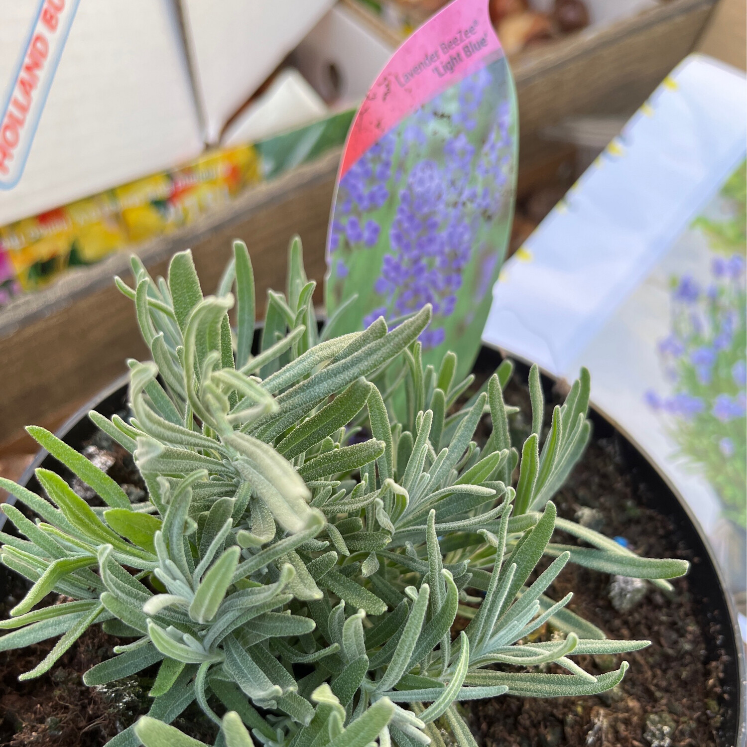 Lavender “Bee Zee “ Light Blue ,Young Pot Grown Plants . Months of ...