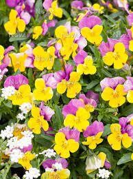 10 Viola 'Yellow Rose Wing'