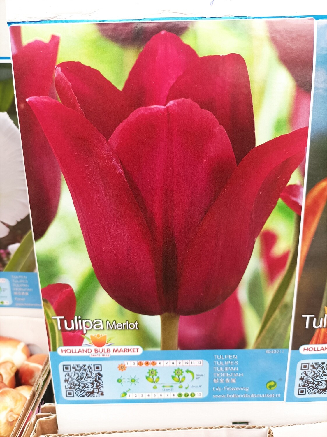 10 Tulip Merlot - Lily Flowering