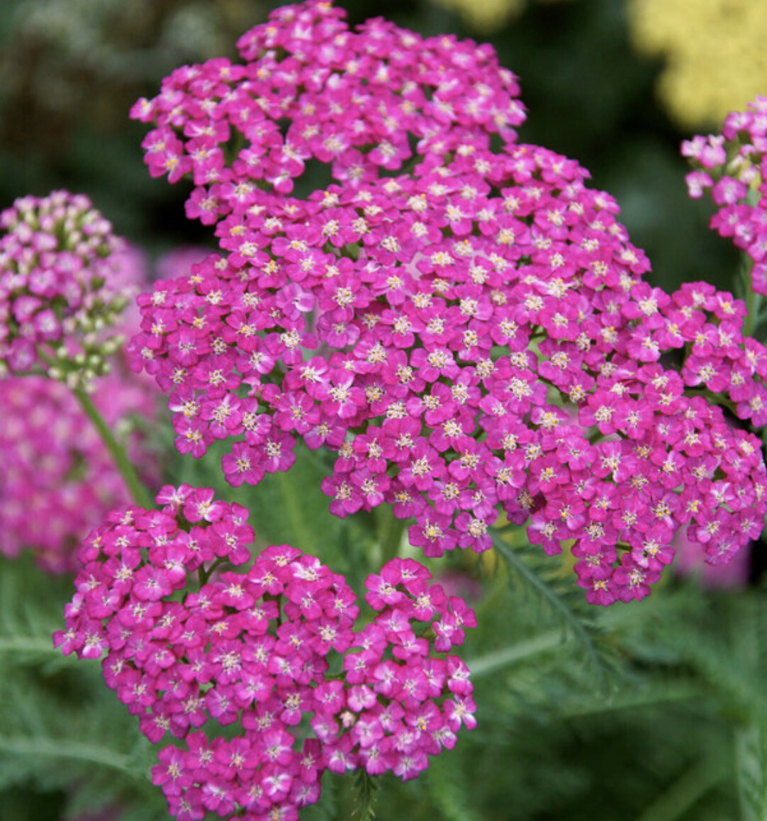 Achillea Layla ,a tough perennial that flowers for months over fern ...
