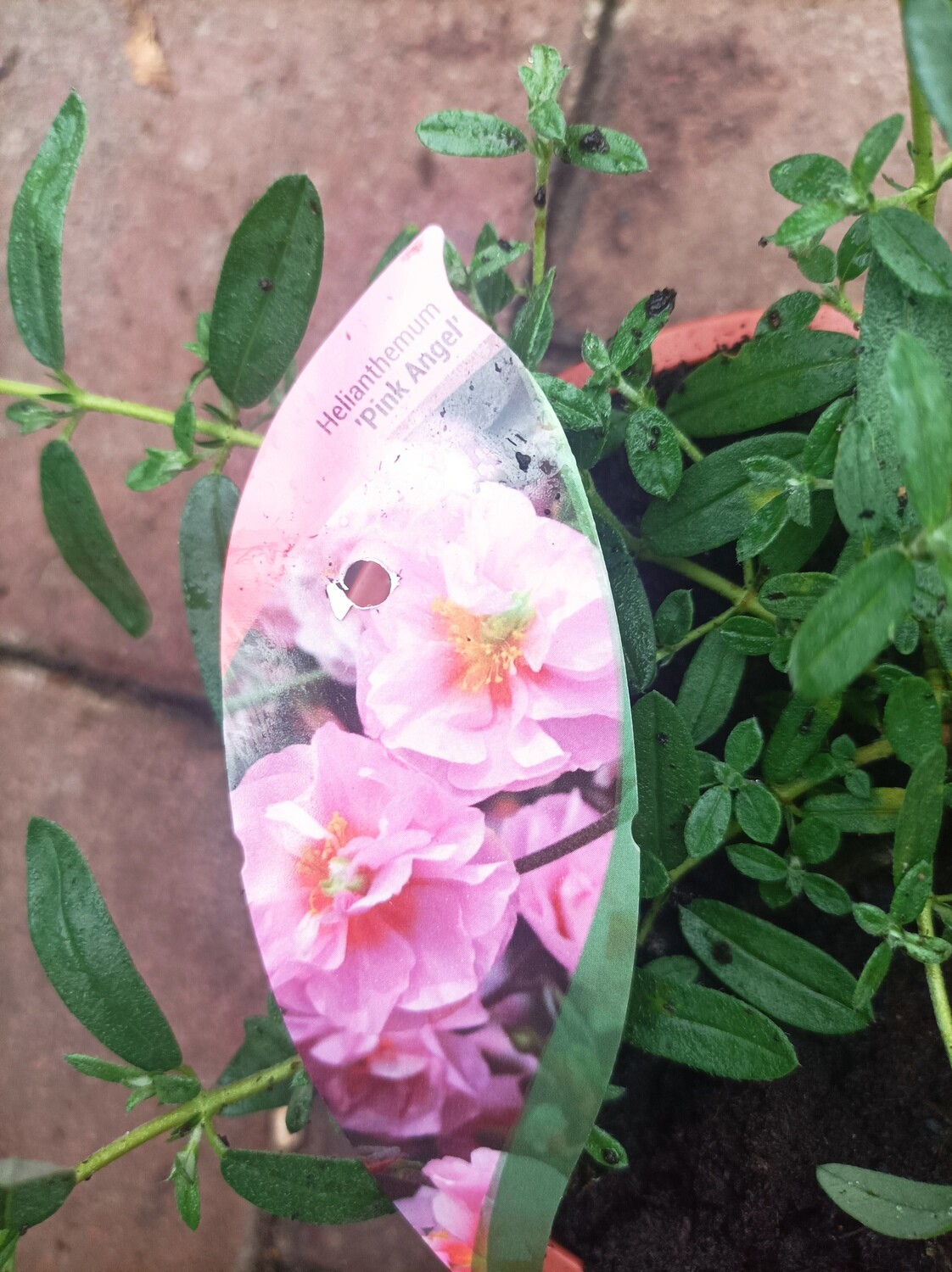 Helianthemum - Rock Rose - Pink Angel a tough carpet plant that flowers ...