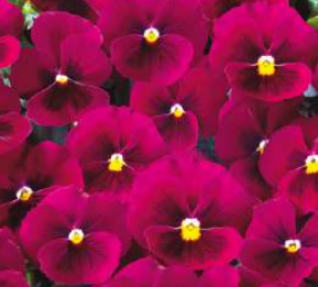 10 Viola Rose Whit Eye