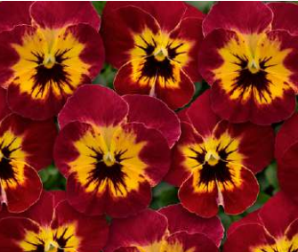 10 viola - Scarlet Fire