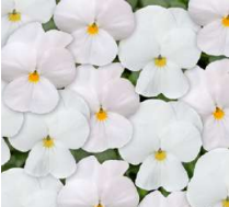 10 Viola - Snow