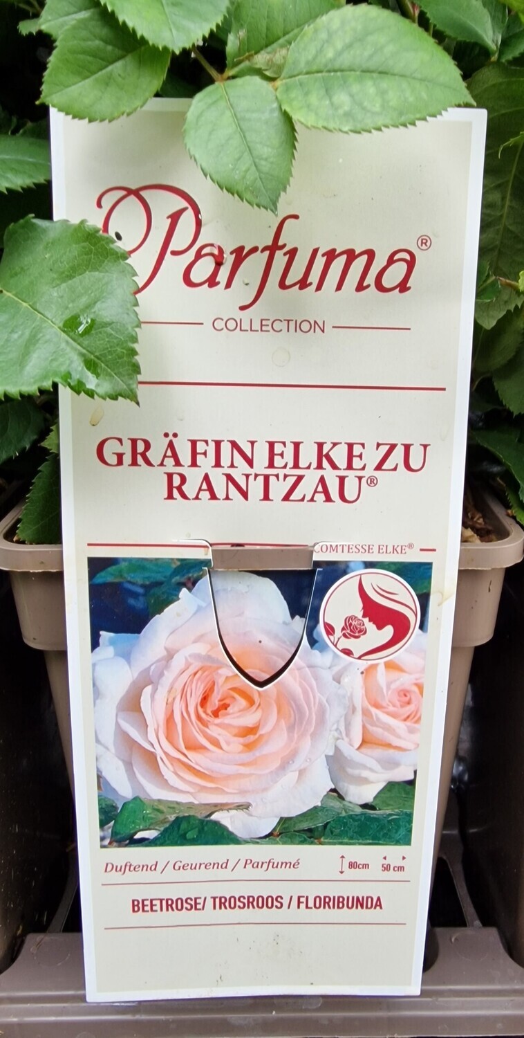Fragrant Rose - Grafin Elke zu Rantzau - Countess Elke