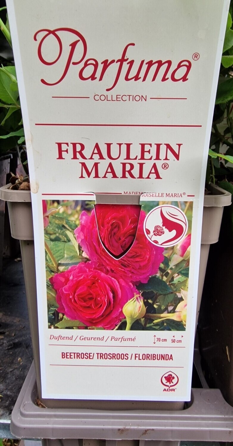 Fragrant Rose - Fraulein Maria
